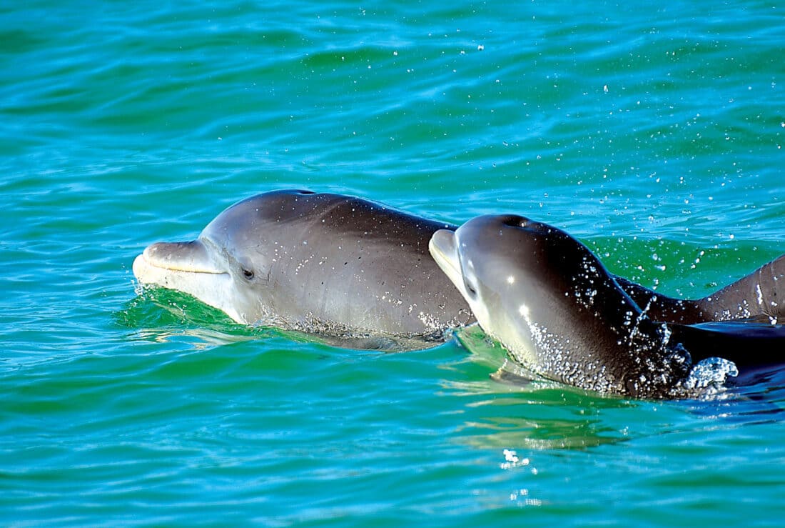 Baby talk is used by mothers of bottlenose dolphins to communicate with ...