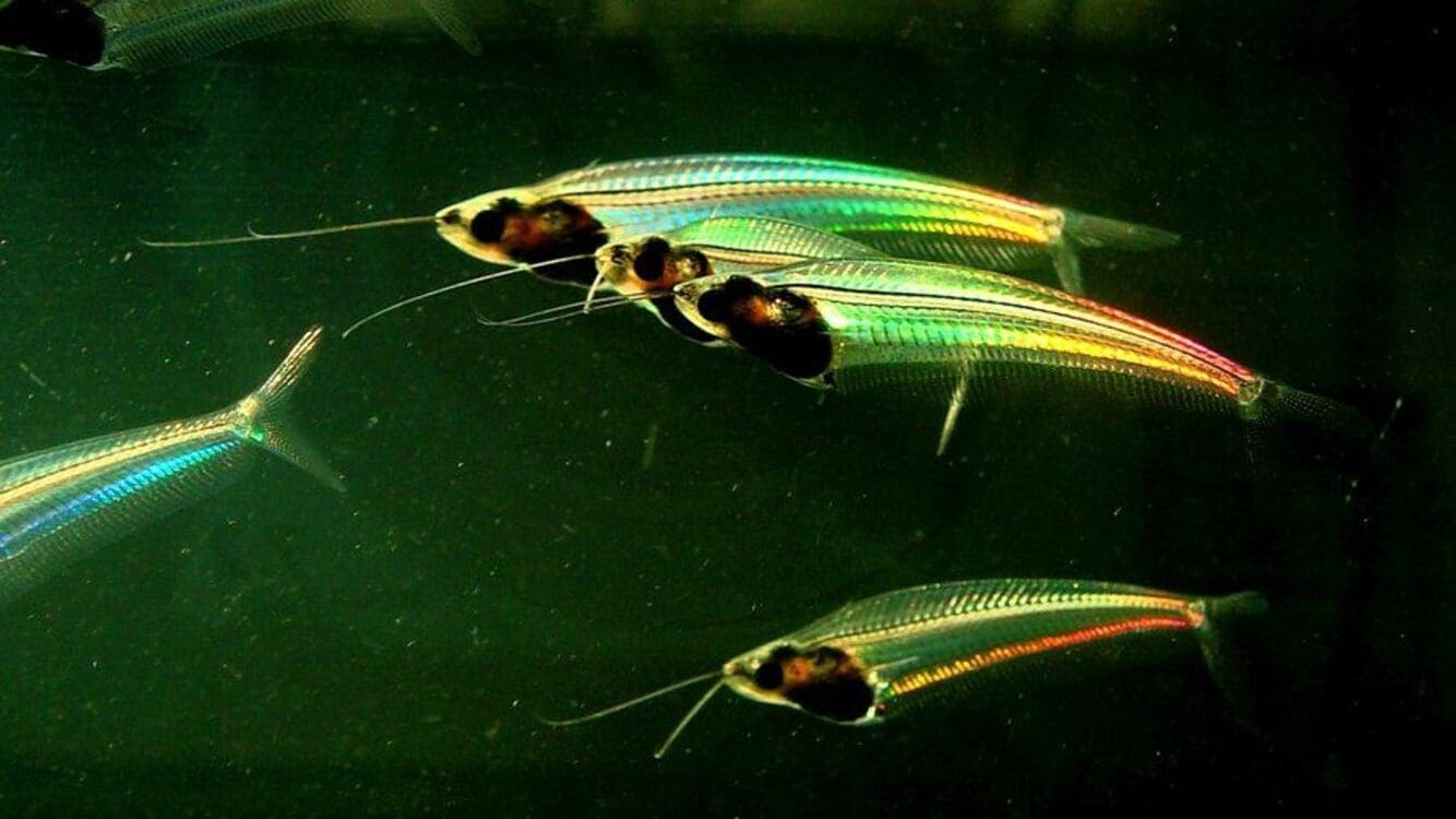 White light provides a rainbow effect on this otherwise clear fish. Now ...