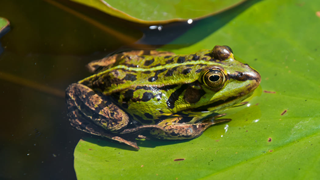 Topics for Animal Life Science research