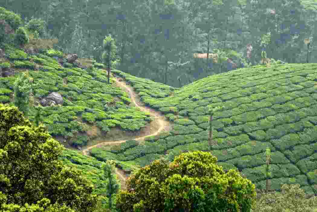 Topics for Forestry-Related Research Papers