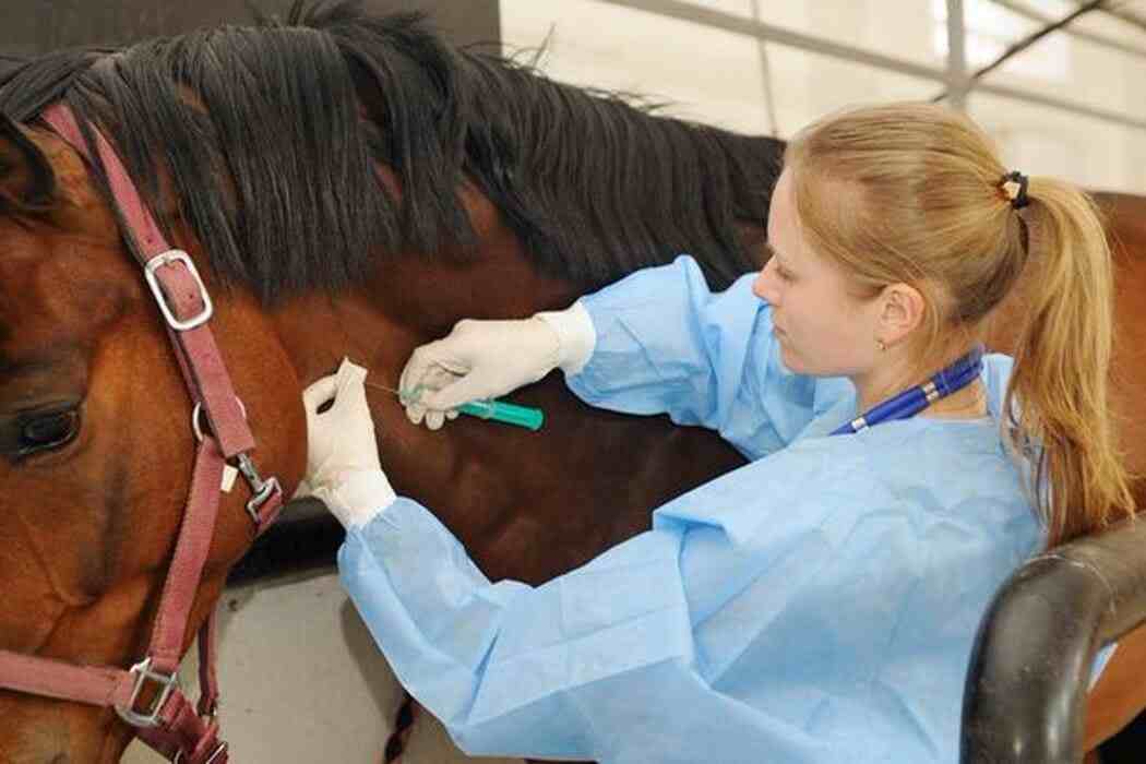 Topics in Veterinary Science & Technology